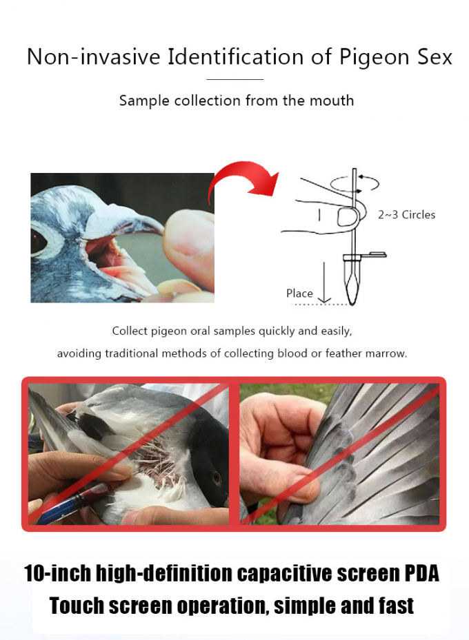 Pigeon Gender Detection Experiment Carrier Pigeon Male And Female ...